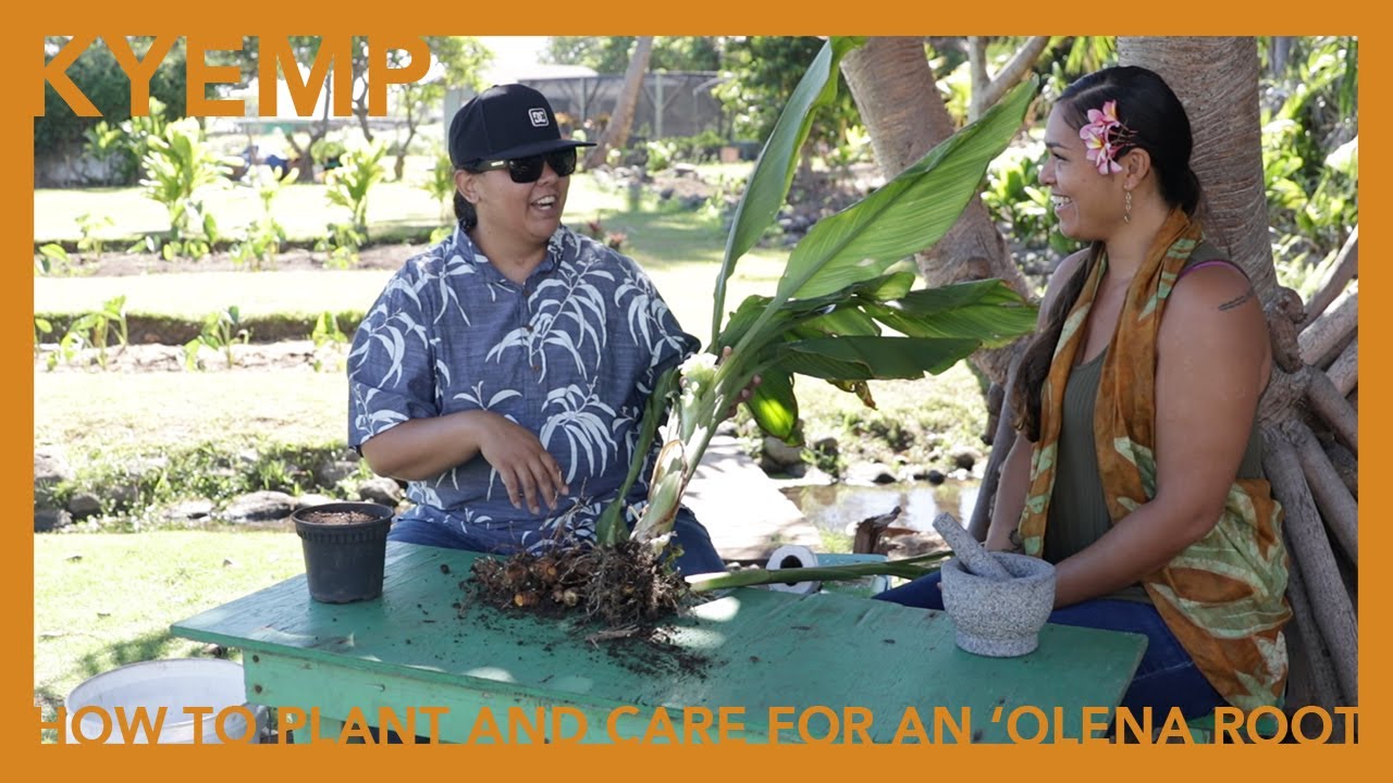 How to Plant and Care for an ʻOlena Root - YouTube
