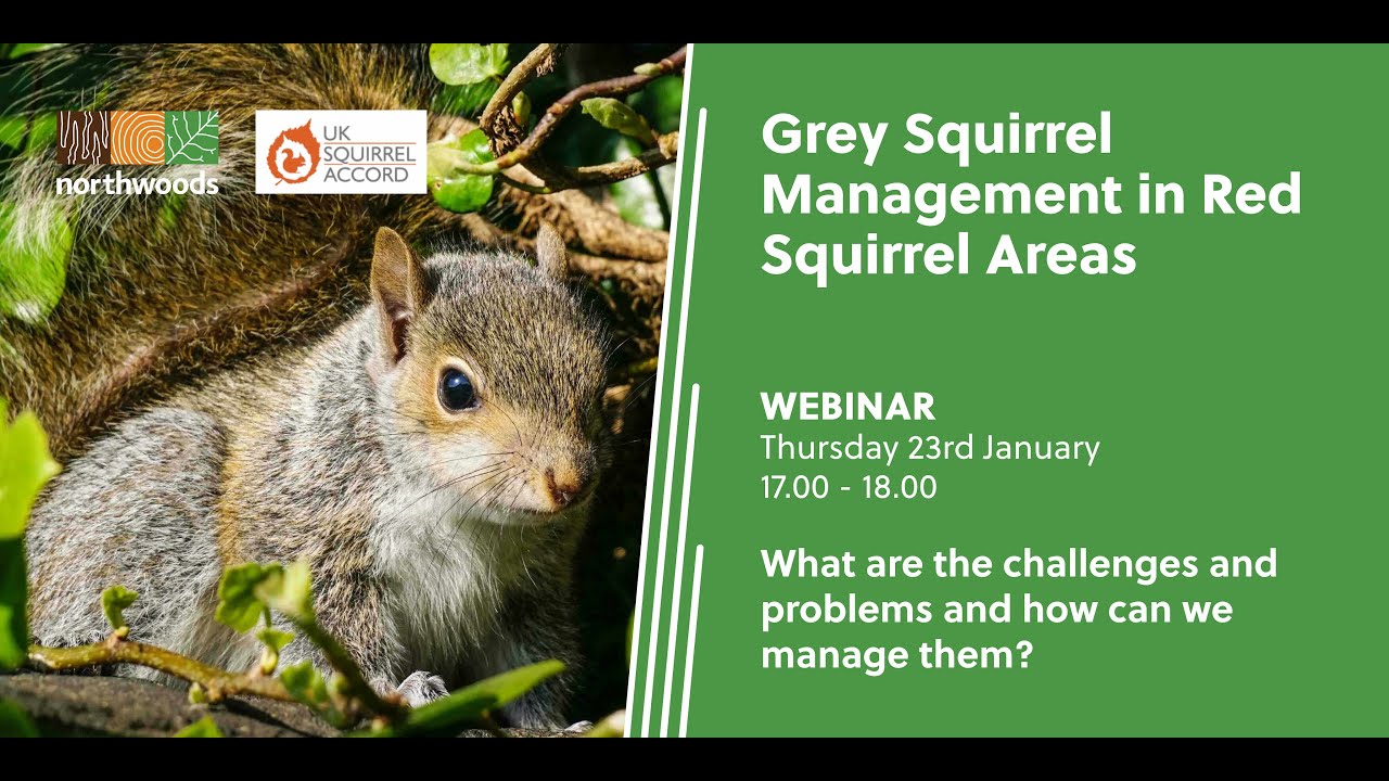 Grey Squirrel Management in Red Squirrel Areas | Northwoods x UKSA Webinar Recording - YouTube