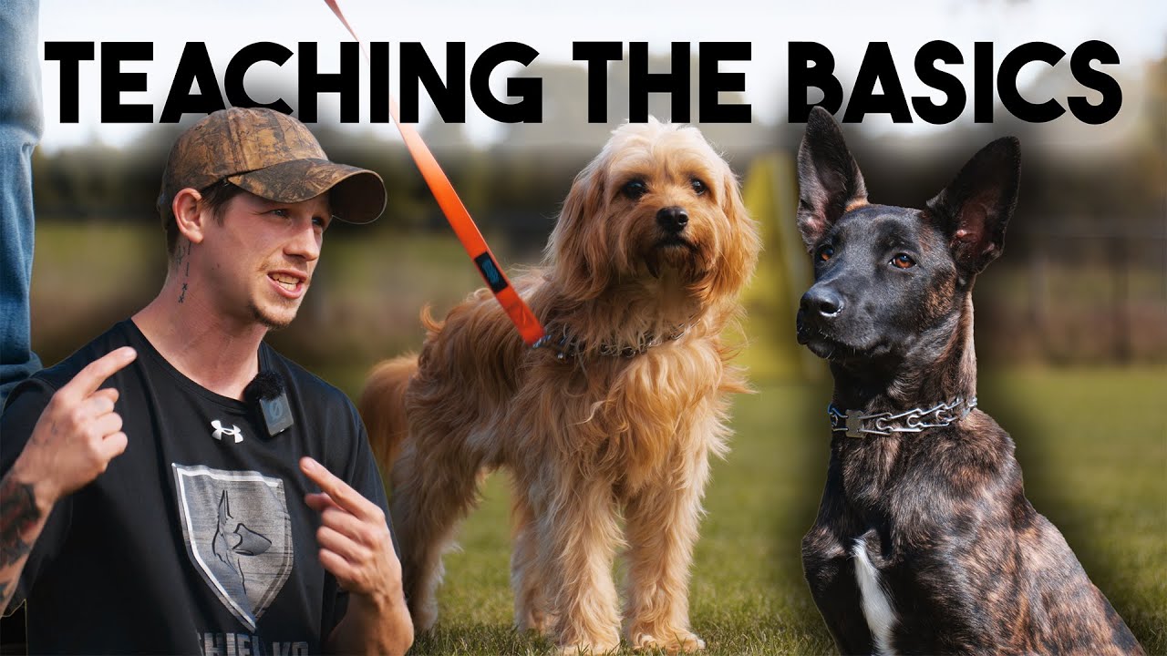 Pet Dog Training Basics with Shield K9 - YouTube