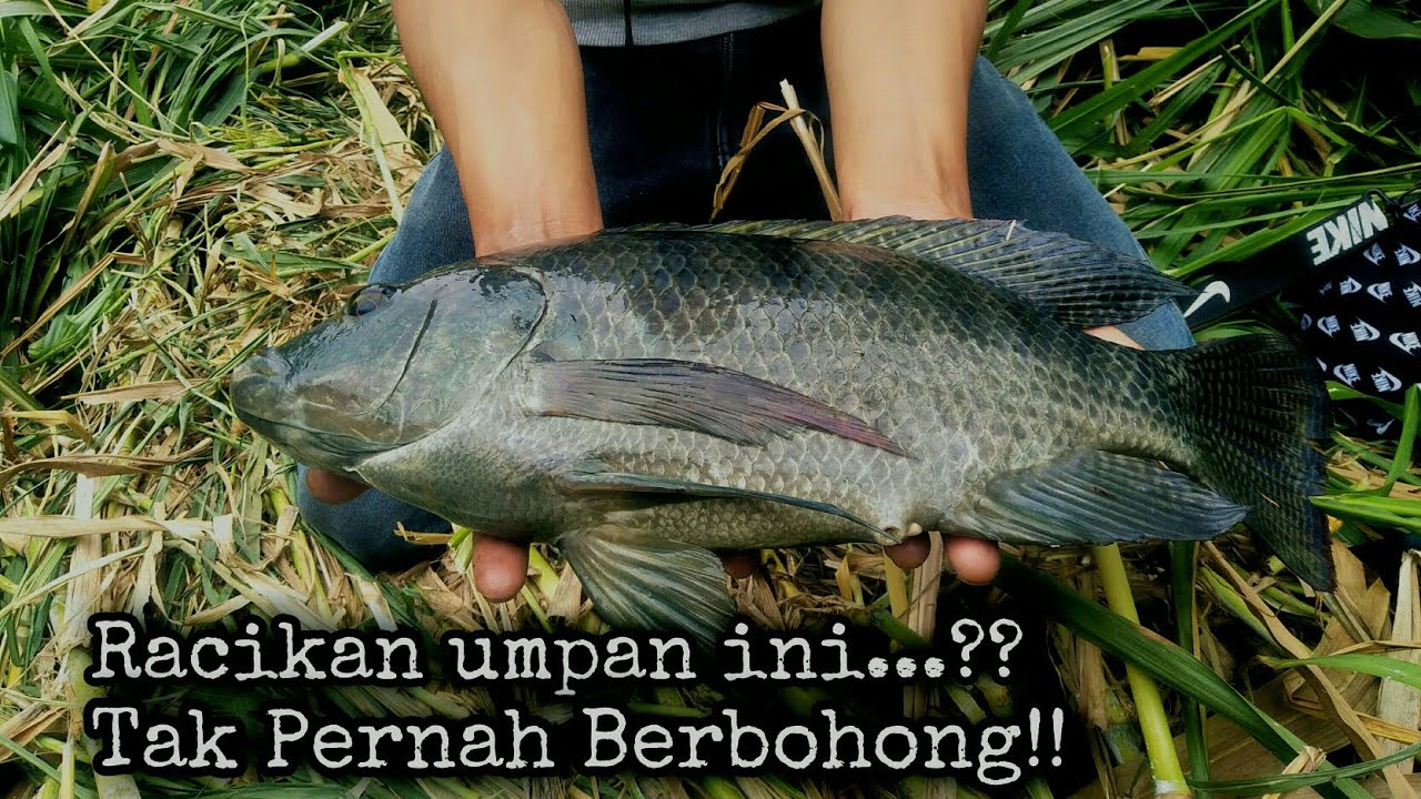 Mancing Ikan Nila Liar Di Sungai Besar, Menggunakan Racikan Umpan Lumut ini,,,??Dapat Super ...