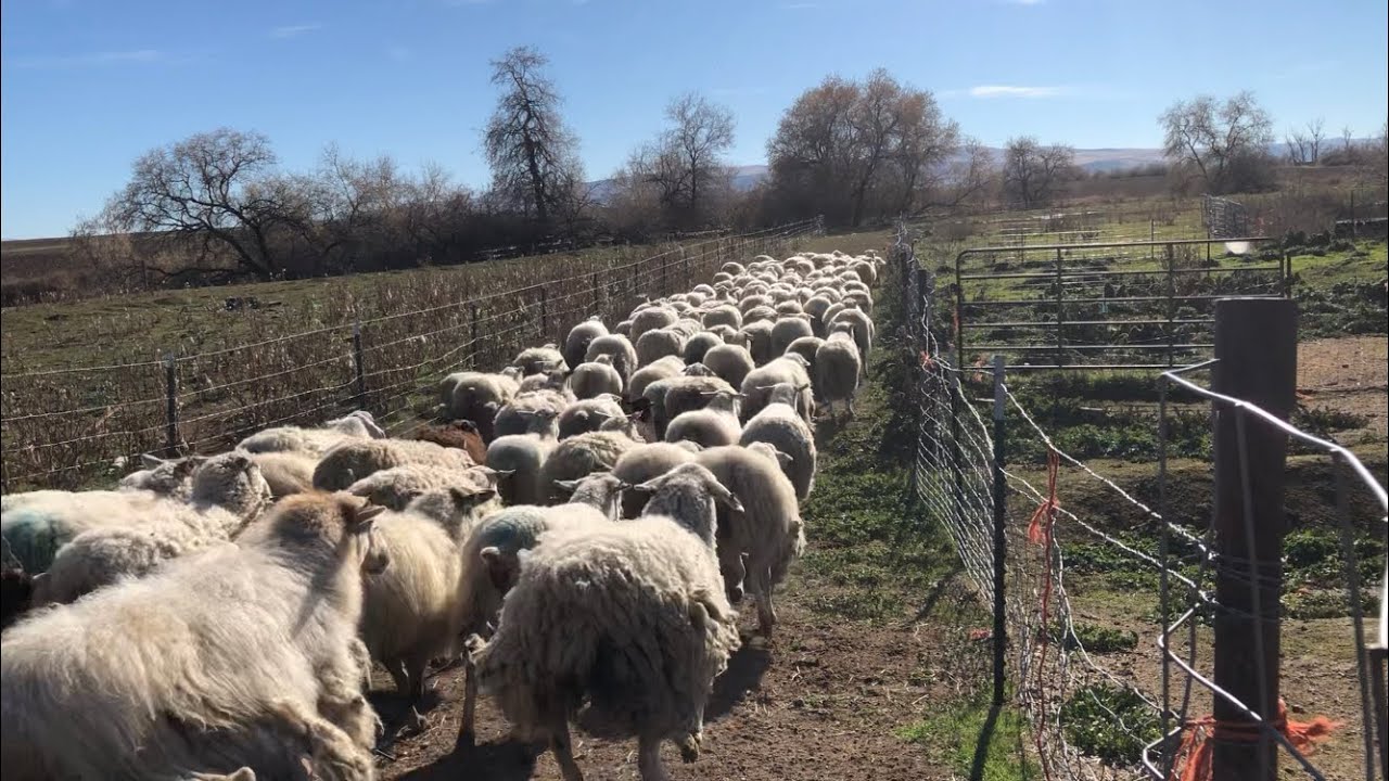 Sheep stampede! Vlog 123 … #sheep #dairysheep #farmlife #sheepfarming ...