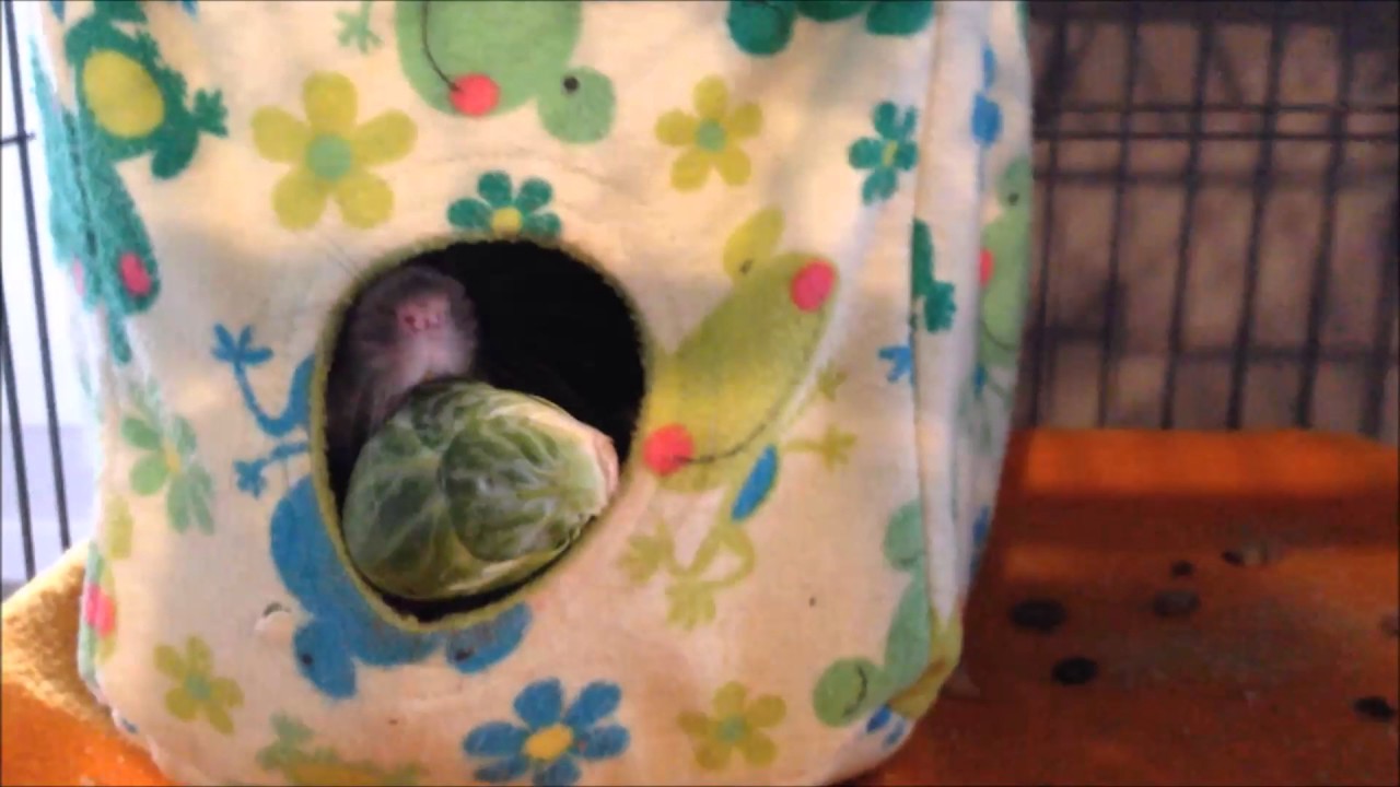 Dexter the Rat refuses to eat his sprouts. - YouTube