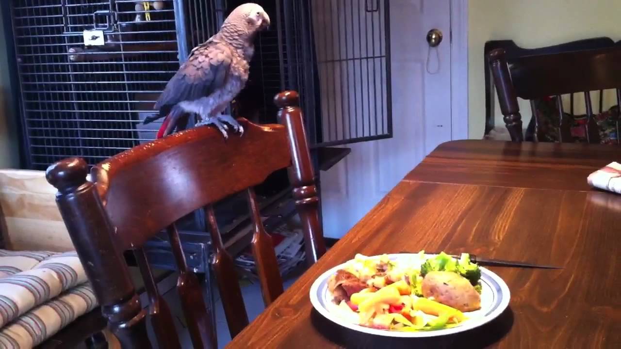 Meal fit for a bird - YouTube