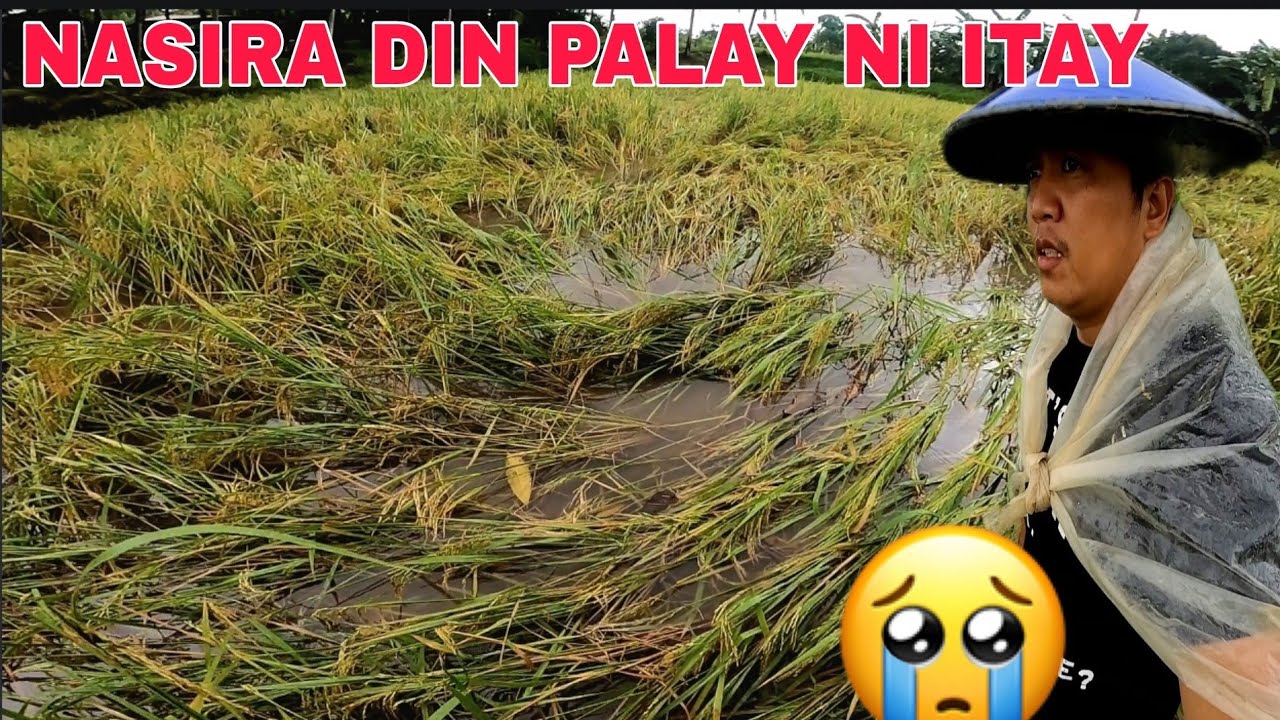 LUGI DIN PALAYAN NI TATAY GAWA NG BAGYO NASIRA MGA PALAY - YouTube
