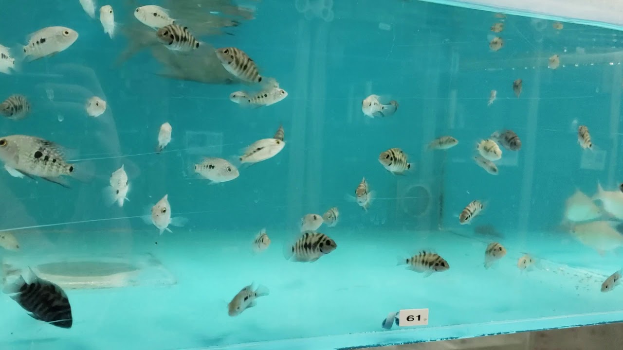 Marble convict cichlids and Texas cichlids - YouTube