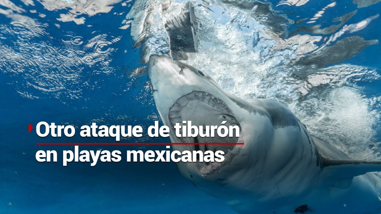 ¡Se registró otro ataque de tiburón! | La víctima es una persona de la ...