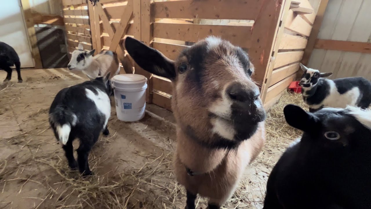 Monday morning goat walk and talk with updates - YouTube