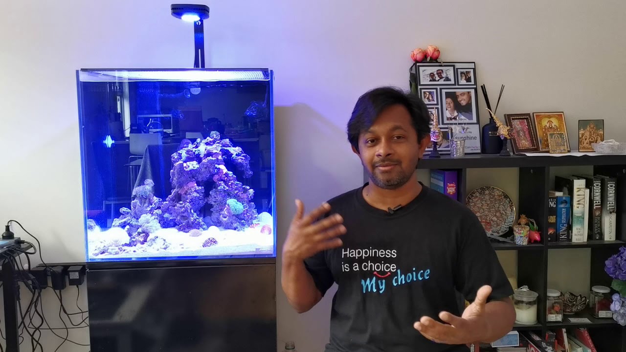 Aqua One Minireef 150: Livestock added finally!!! New fishes and corals ...