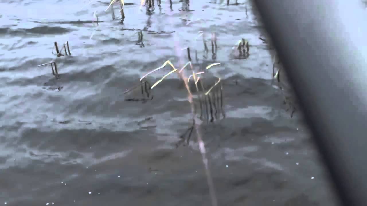 Fishing: catching perch with dead + soft bait underwater camera Рыбалка ...