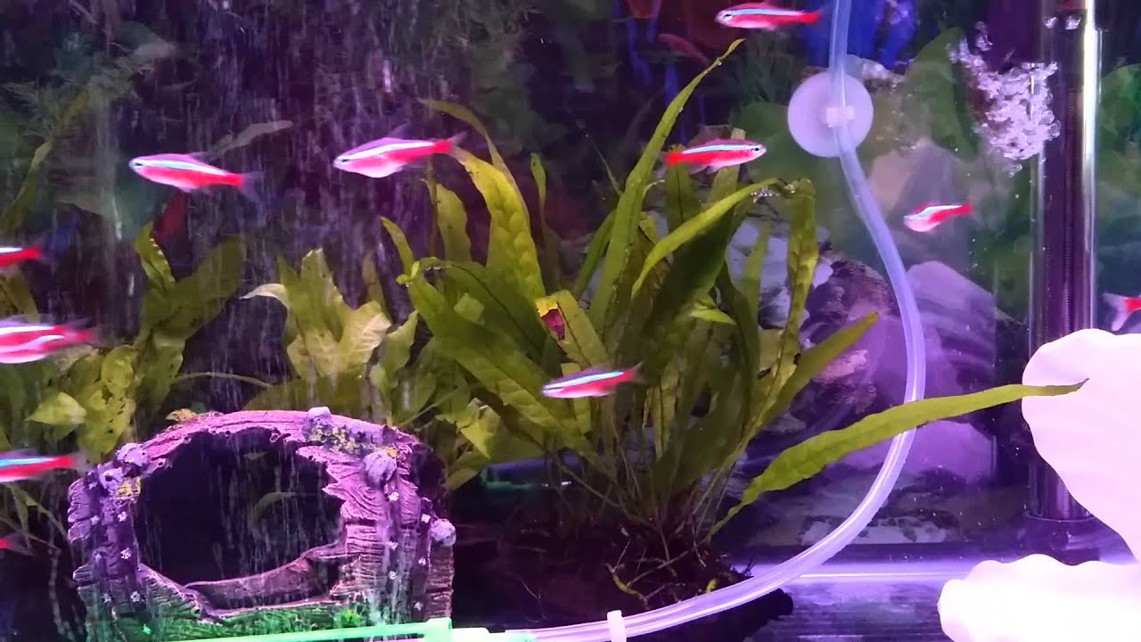 Cardinal Neon Tetra Zebra fishes Fish Tank - YouTube