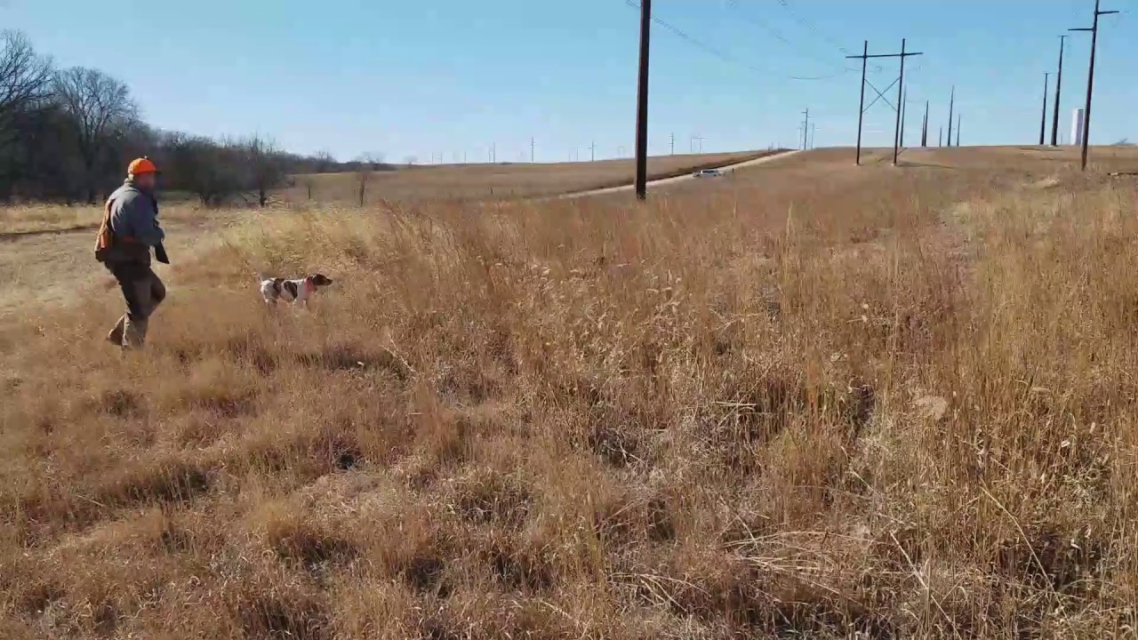 Covey of quail flush after a great point - YouTube