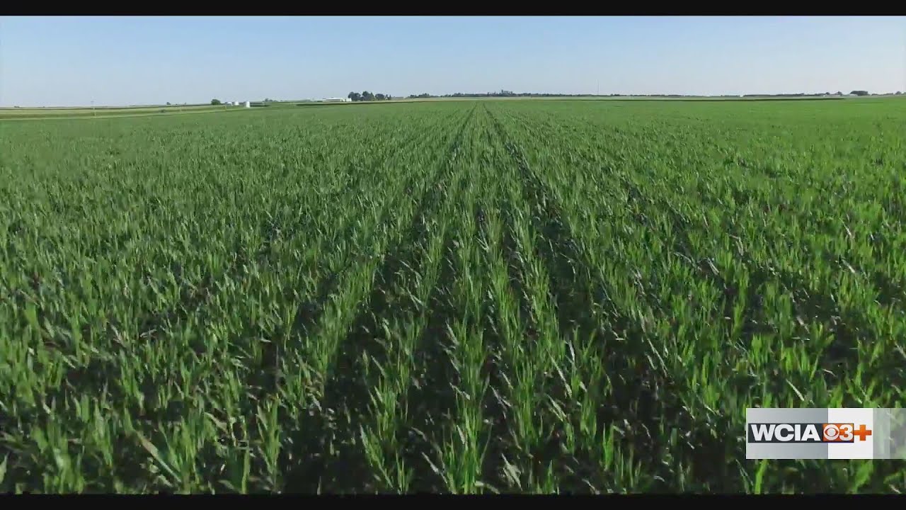From the Farm: National Corn Growers names yield contest winner - YouTube