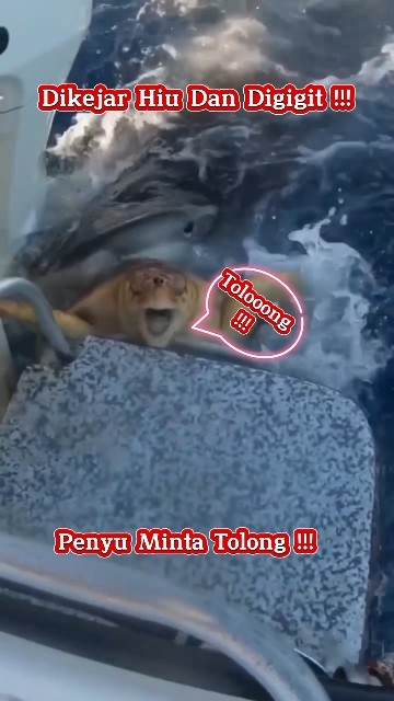 🔴 Penyu Lapar !!! Tidak Waspada !!! Dikejar !!! Diterkam !!! Digigit ...