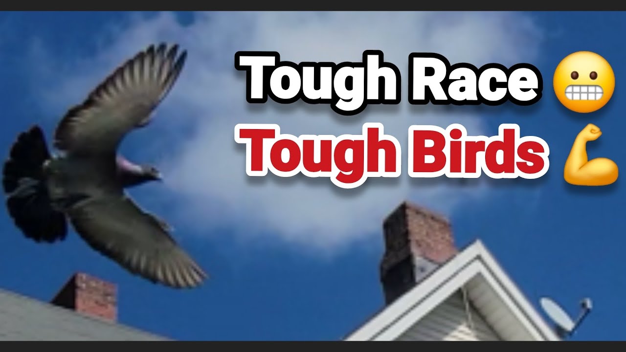 CJC Combine Pigeon Race #6 - 165 Miles | 2024 Young Pigeons - YouTube