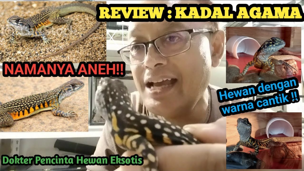 KADAL AGAMA | CORAK TUBUHNYA CANTIK | NAMANYA ANEH | MULAI JARANG ADA ...