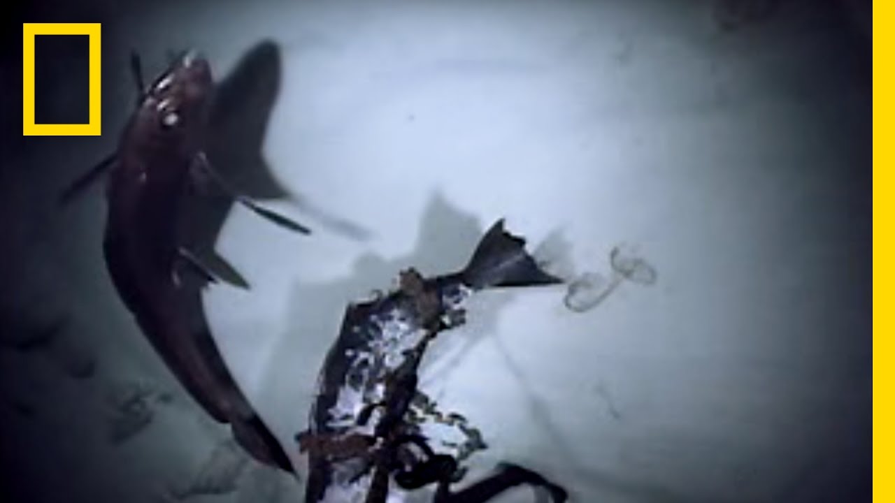 Rarely Seen Sharks | National Geographic - YouTube