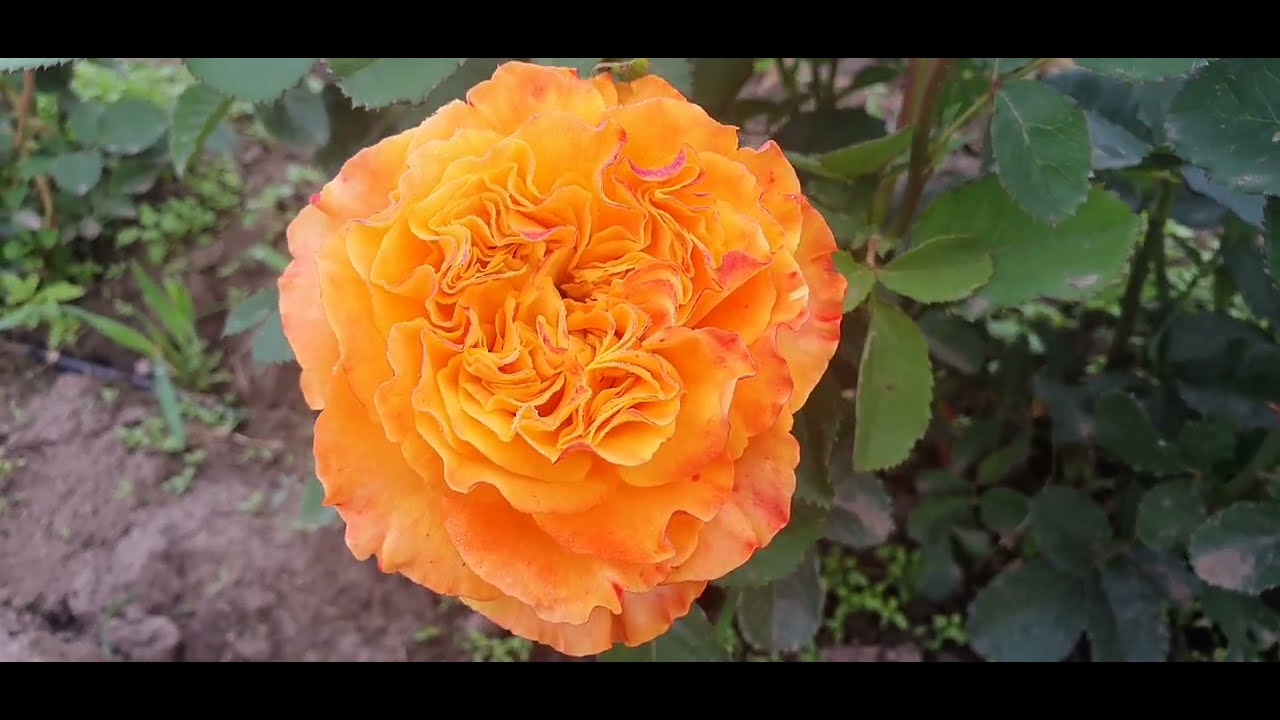 EDROSES/Троянда 🌹 Оранж Рива (Orange Reeva), Interplant, Голландія ...