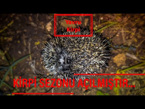 Daha önce Böyle Kirpi Yavruları görmediniz