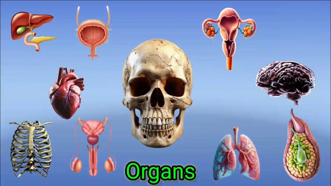 Body organs | Body organs name | Body organs image | Body organs ...