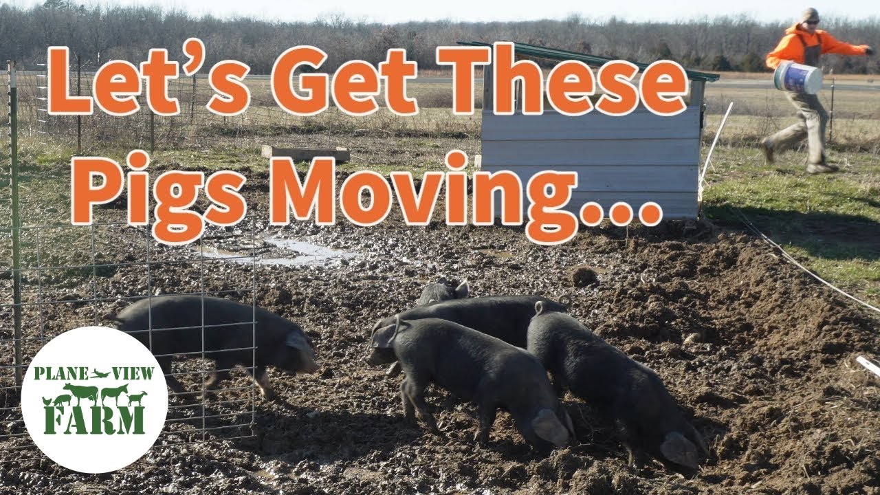 Moving Pigs To A Fresh Pasture - YouTube
