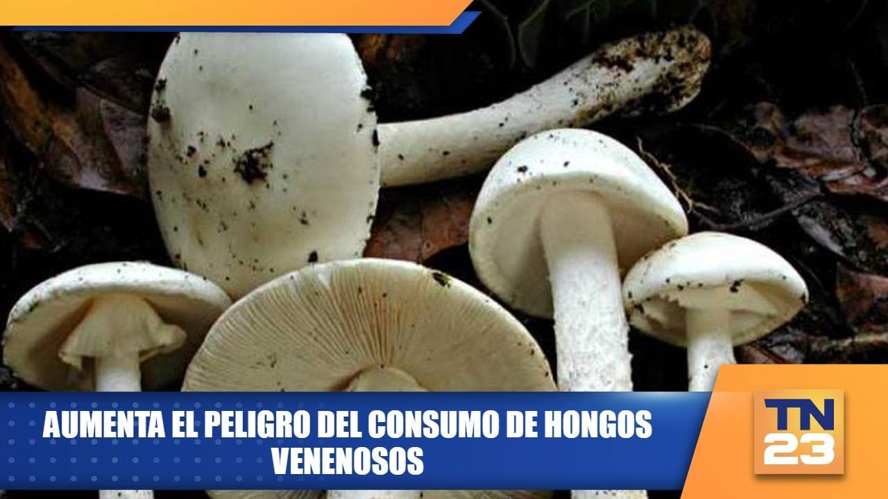 Hongos Venenosos Blancos Cómo Distinguir Un Hongo Venenoso De Uno