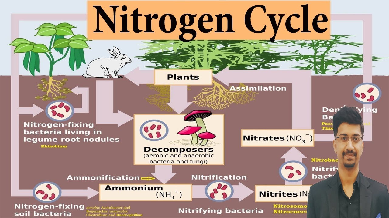 Nitrogen Cycle Biogeochemical Nutrient Cycle In The Ecosystem Explained In Hindi YouTube nitrogen-cycle-biogeochemical-nutrient-cycle-in-the-ecosystem-explained-in-hindi-youtube