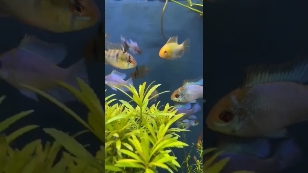 Ramerzi fish in Sri Lanka aquarium.#fish#aquarius#aquariumtours#gishing ...