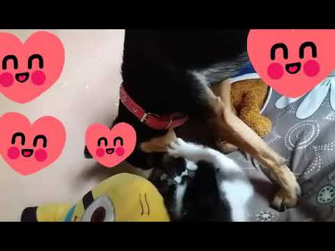 Aquí con mi amigo 😊🐱❤