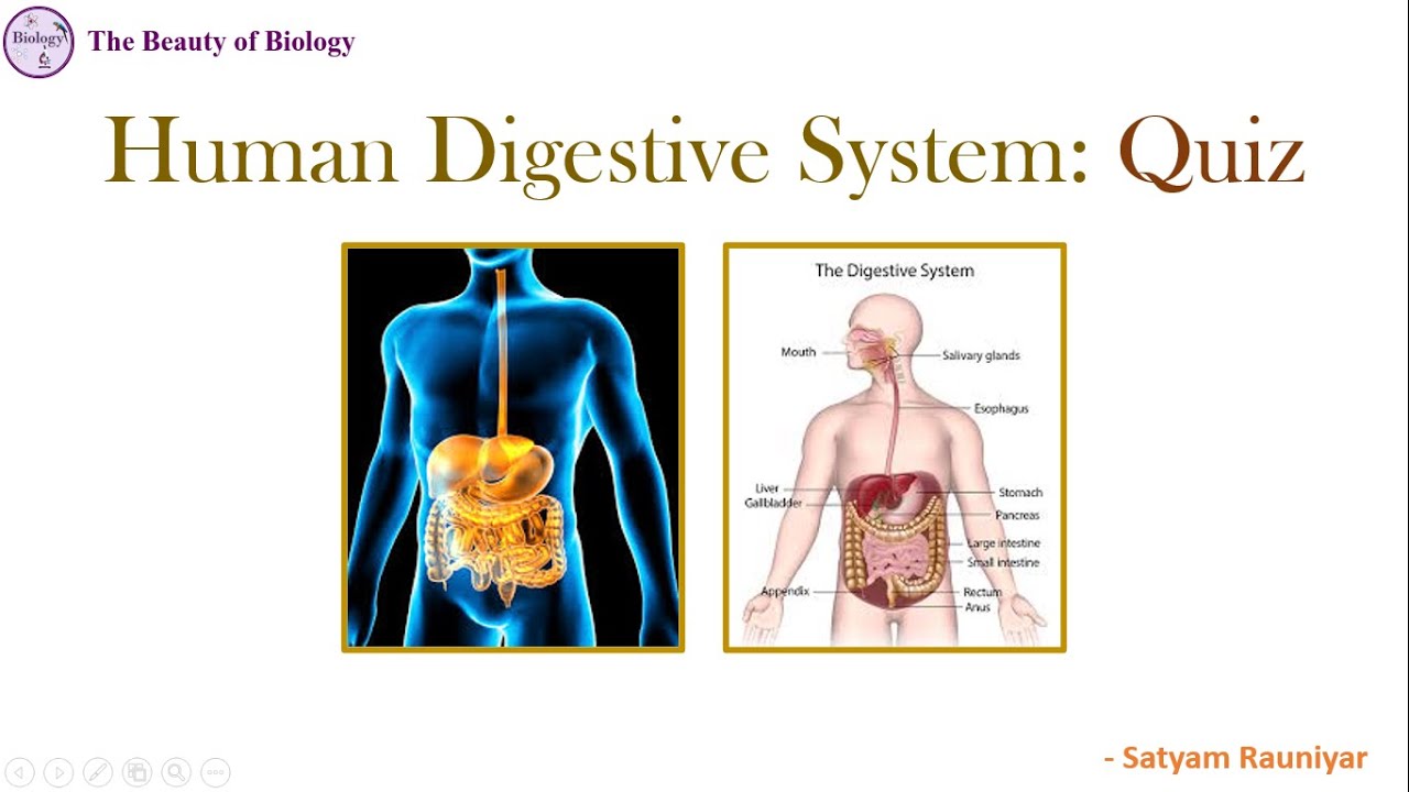 Human Digestive System: Quiz | By- Satyam Rauniyar | The Beauty of ...