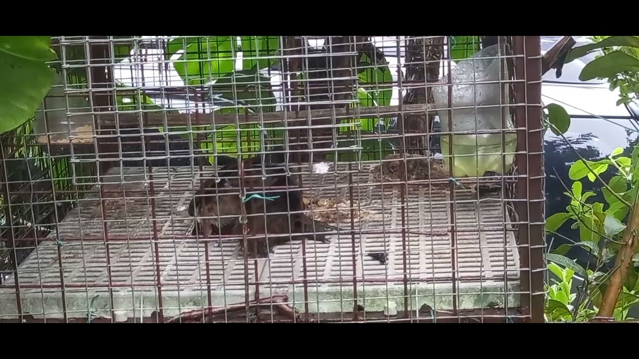 ALIMOKON BIRD ON LQ MOOD | WHITE EARED BROWN DOVE FIGHTING - YouTube