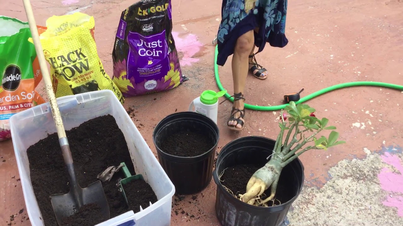 How to to plant your bare root desert roses - YouTube