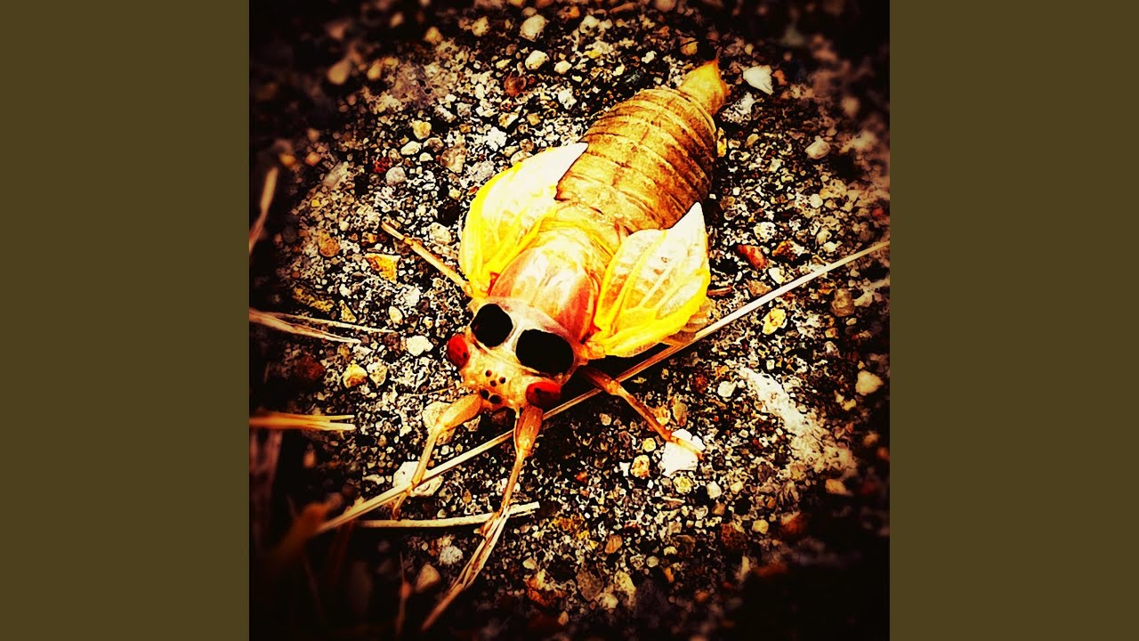 Swarm (Brood XIV) - YouTube