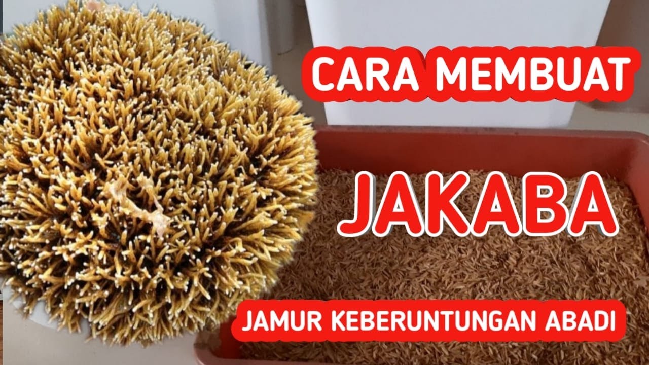 CARA MEMBUAT JAKABA || JAMUR KEBERUNTUNGAN ABADI - YouTube