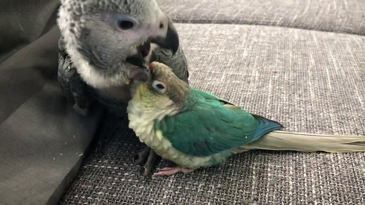 African grey and conure 2/5 - YouTube