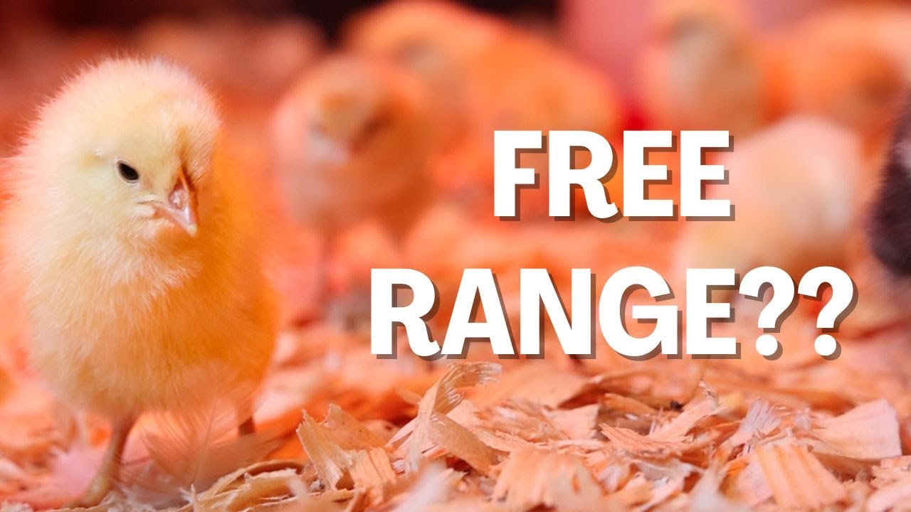 NEW BABY CHICKS || And Why Our Chickens Are *NOT* Free Range - YouTube