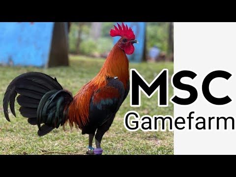 How to Provide the Right Chicken Feed for Optimal Growth" MSC GAMEFARM ...