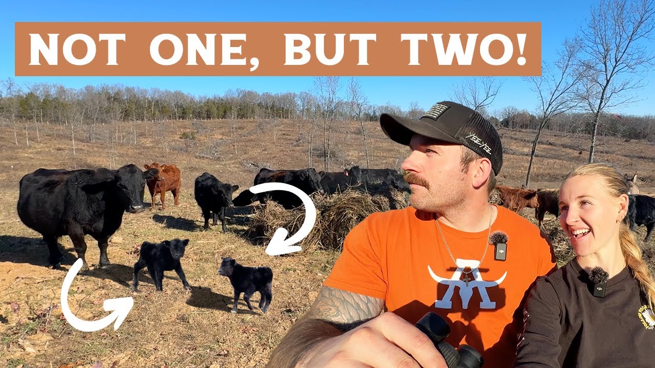 First Moments with Two Adorable Newborn Calves: Ranch Life Joys - YouTube