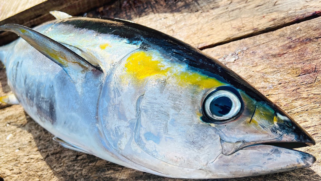 Hello Europe Can you find this kind of Fresh Tuna?? Real Tuna Cutting ...