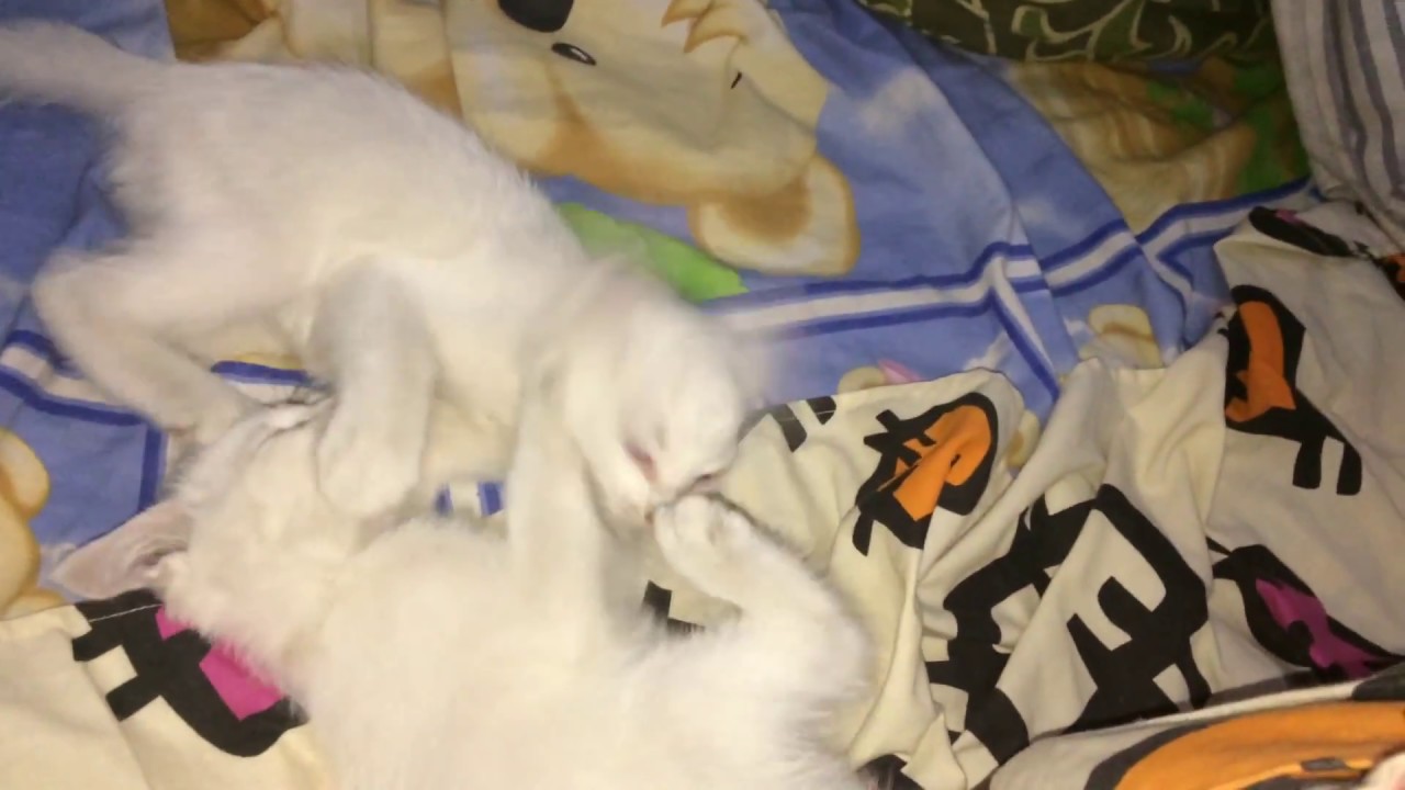 WWF SMACKDOWN CAT...funny animal duel...!!! - YouTube