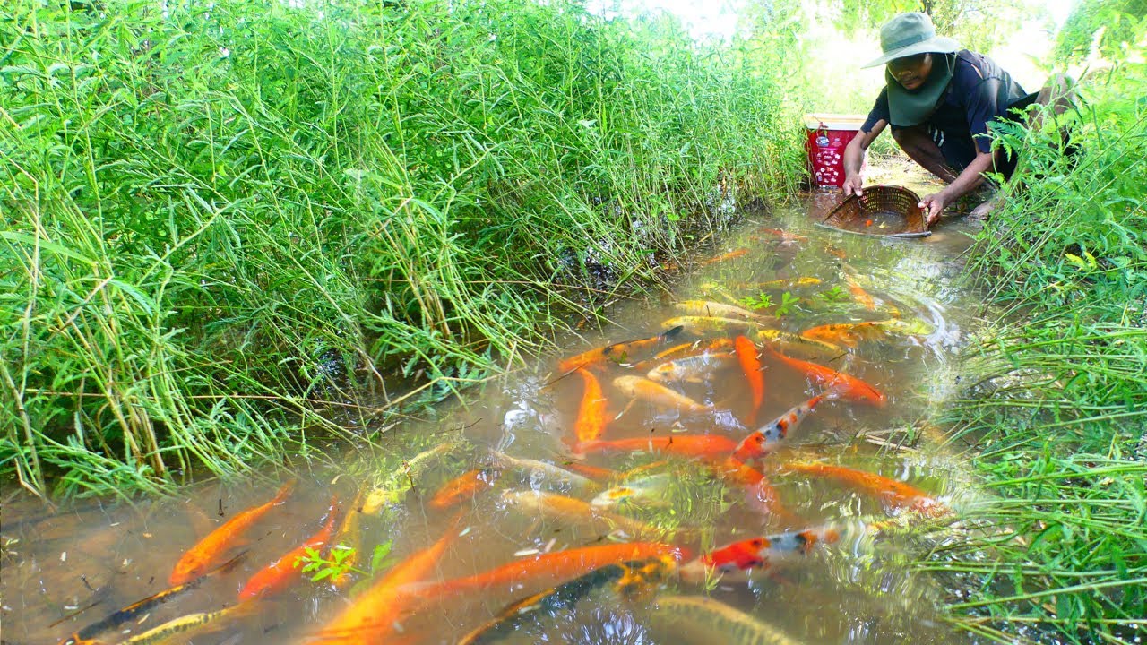 amazing! today found and catch japan koi fish and orenda red carp fish ...