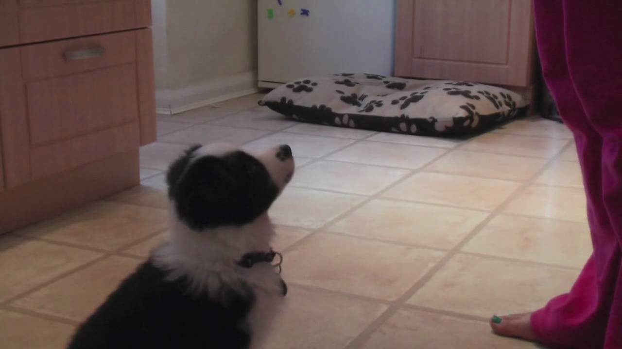 7 Week old Border Collie learns to Sit - YouTube