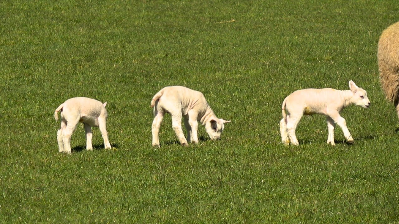 New born lambs enjoy the spring sunshine #lambs #nature #naturelovers ...