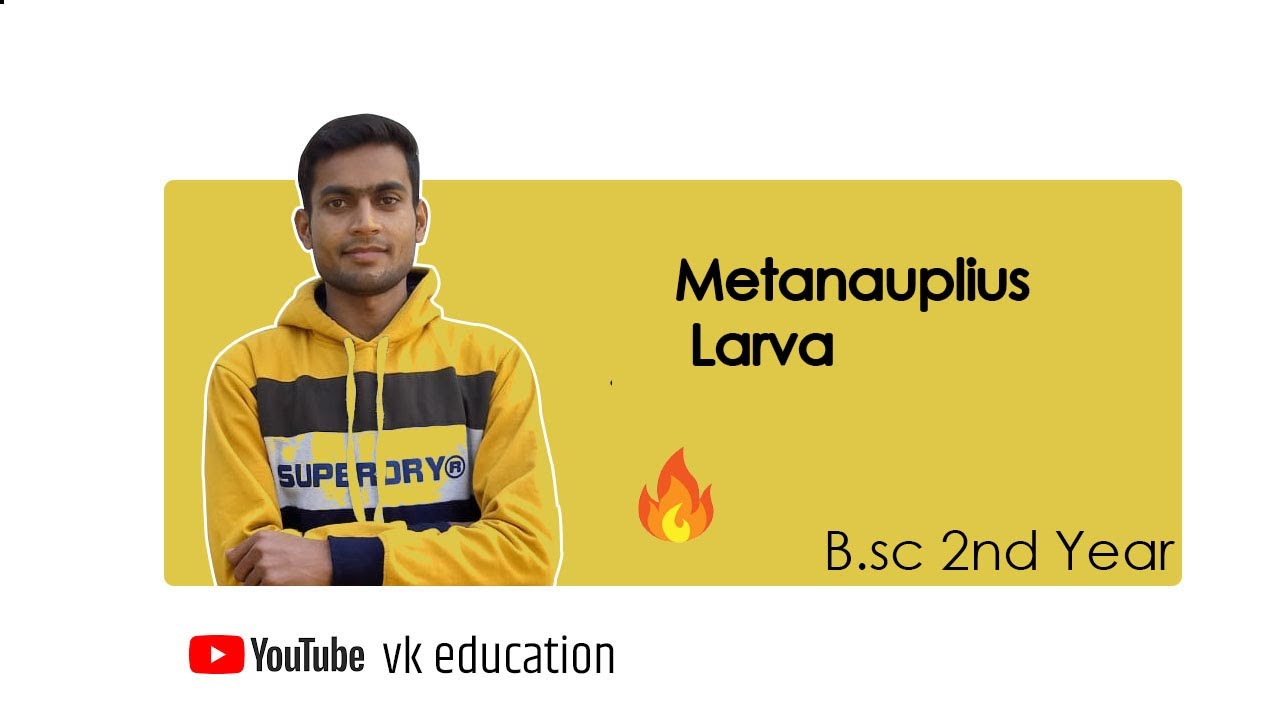 Metanauplius Larva B.Sc 2d Year || Vk Education - YouTube