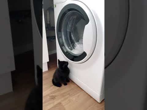 Little Felicity’s Past Time