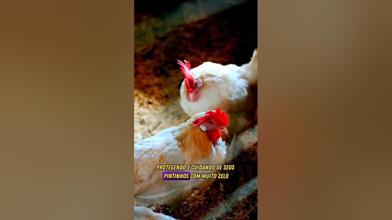 A Incrível Jornada das Galinhas: Descobrindo suas Personalidades Únicas e a Vida no Galinheiro ...