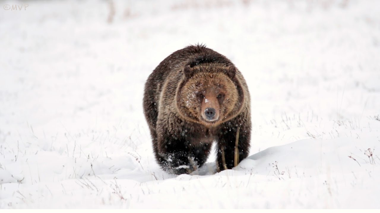 Wildlife Photography - Grizzly SNOW BEARS (slow motion) - Jackson Hole ...