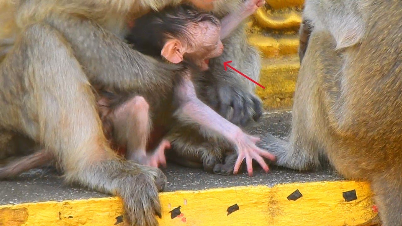 B@d Angry Newborn baby screaming when mama pick up from the ground ...
