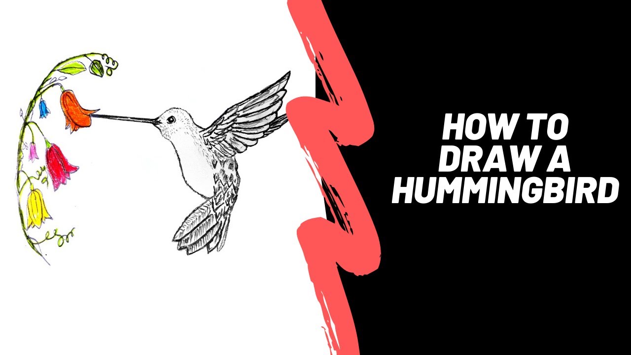How To Draw a Hummingbird | Hummingbird Drawing Tutorial Step By Step ...