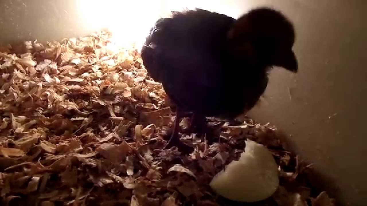 Roul roul partrige chick two and a half weeks old - YouTube