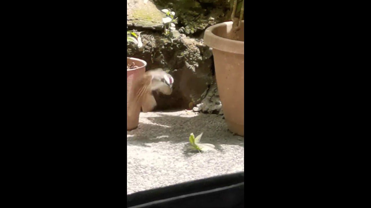 Praying Mantis vs. Bird - YouTube